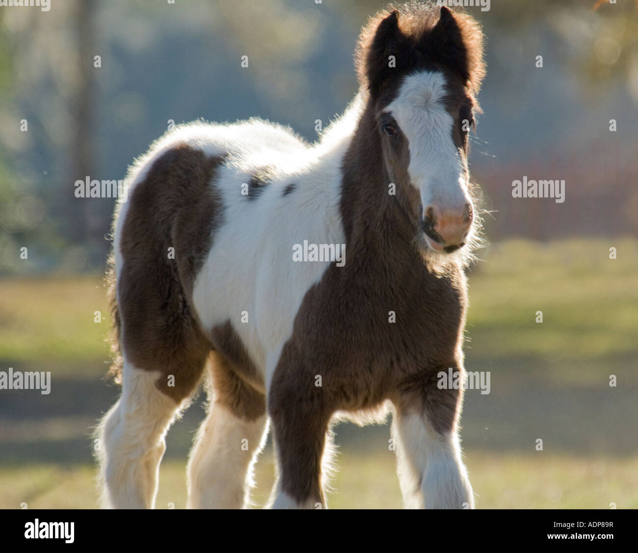 Baby animal gypsy horse hi-res stock photography and images - Alamy