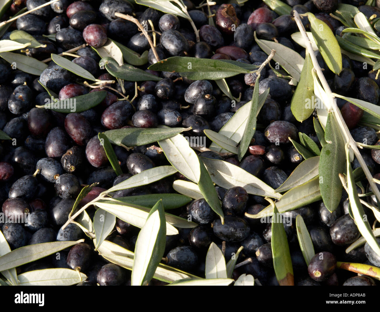 Collecting olives in a farm near Nice in France Stock Photo - Alamy