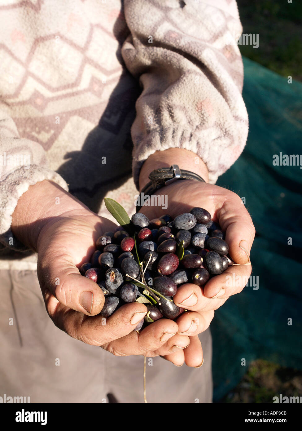 Collecting olives in a farm near Nice in France Stock Photo - Alamy