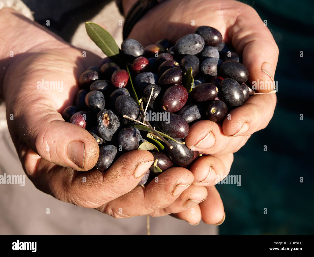 Collecting olives in a farm near Nice in France Stock Photo - Alamy