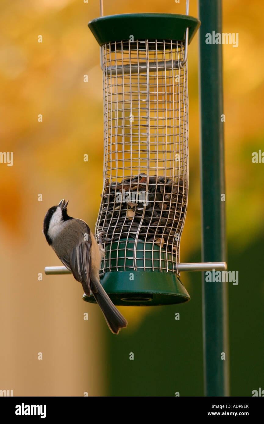 Carolina Chickadee eating sunflower at feeder beak open turned upwards ...