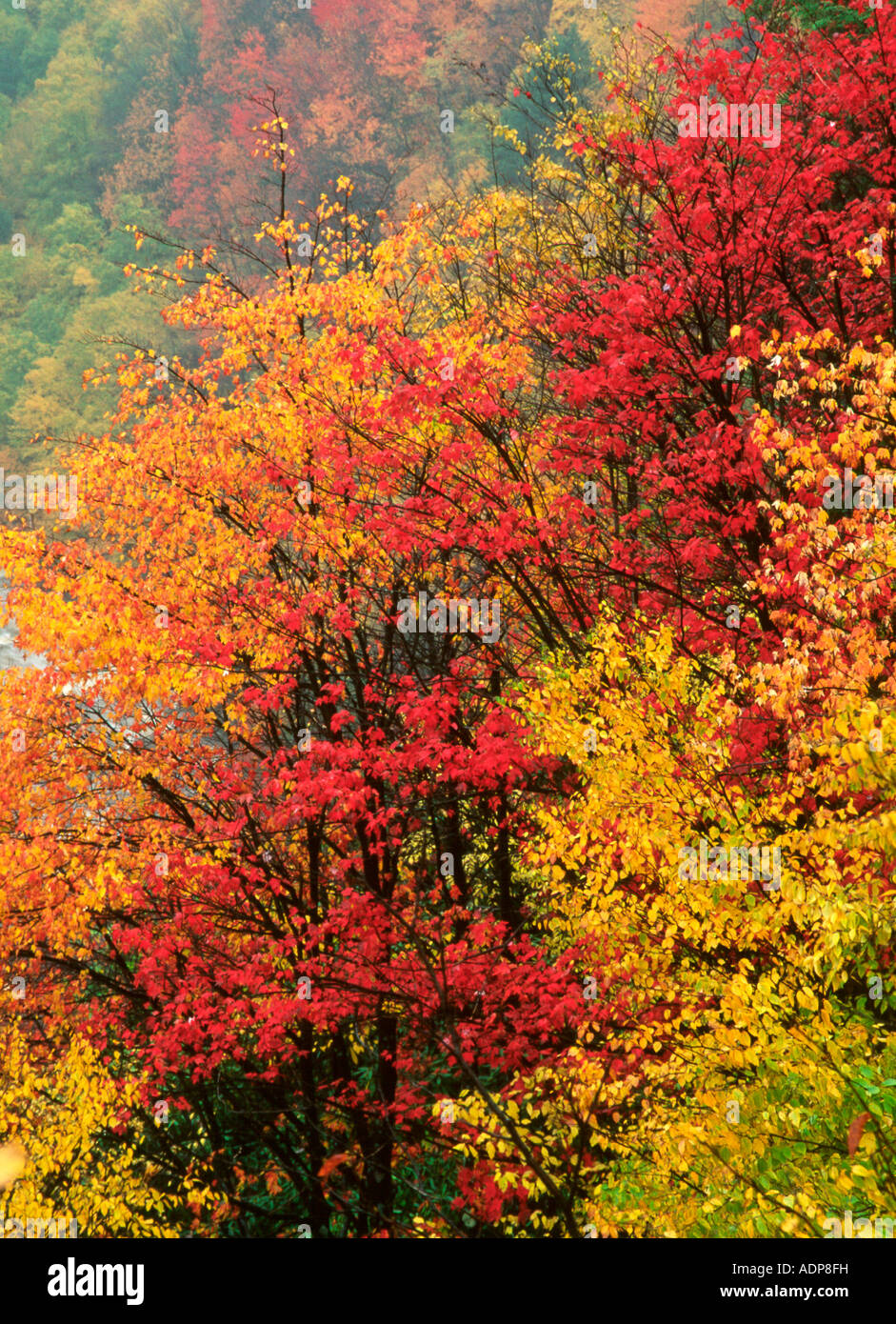 Autumn trees at Blackwater Falls State Park West Virginia Stock Photo ...