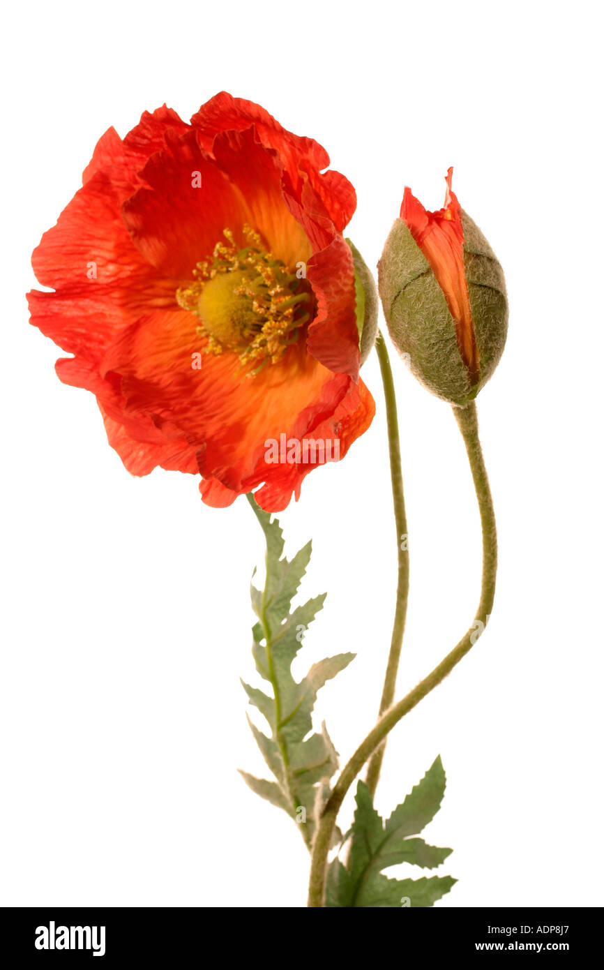 poppy of plastics Stock Photo - Alamy