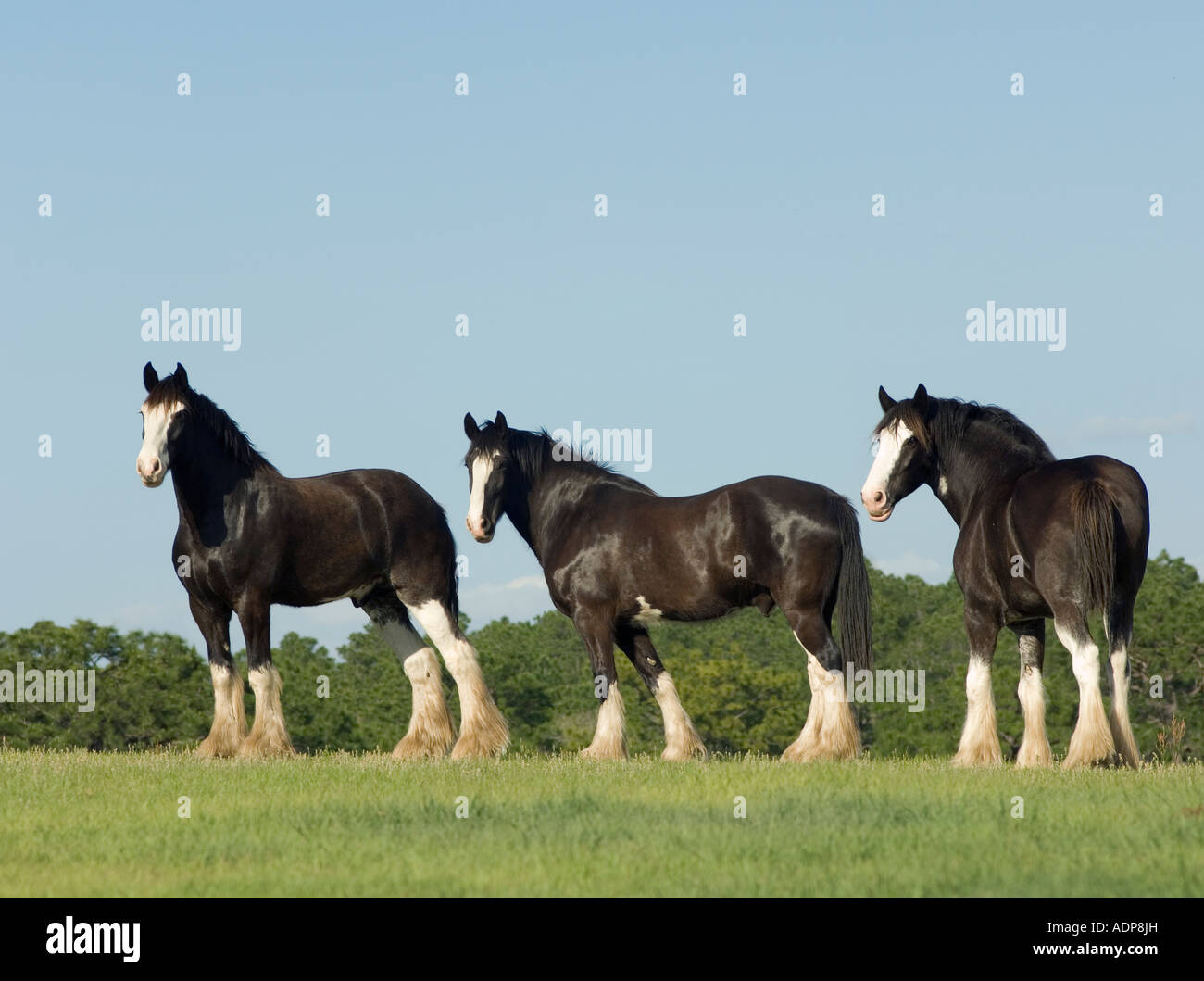 Shire Draft Horse geldings Stock Photo - Alamy