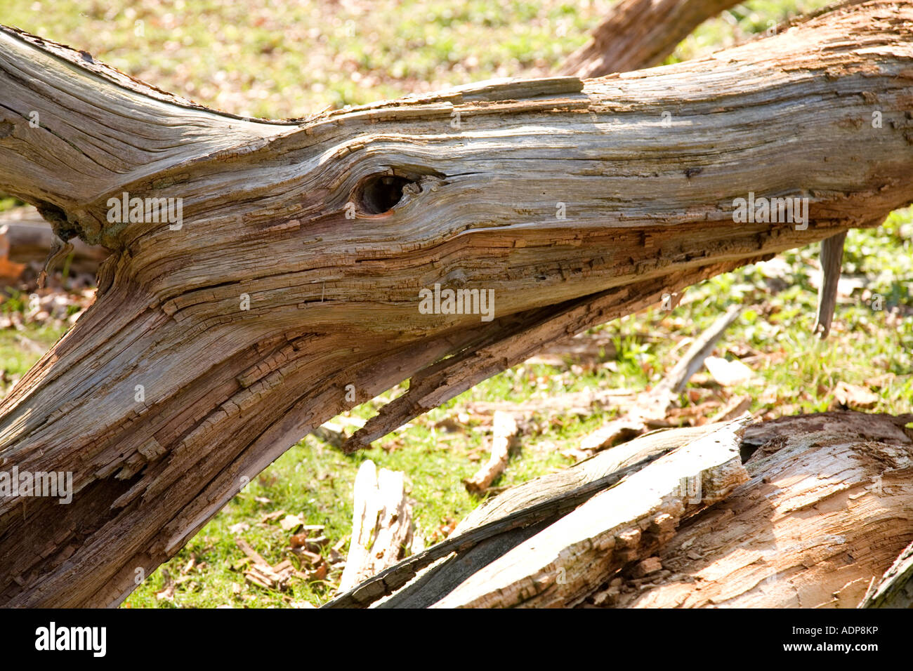 Y shaped tree hi-res stock photography and images - Alamy