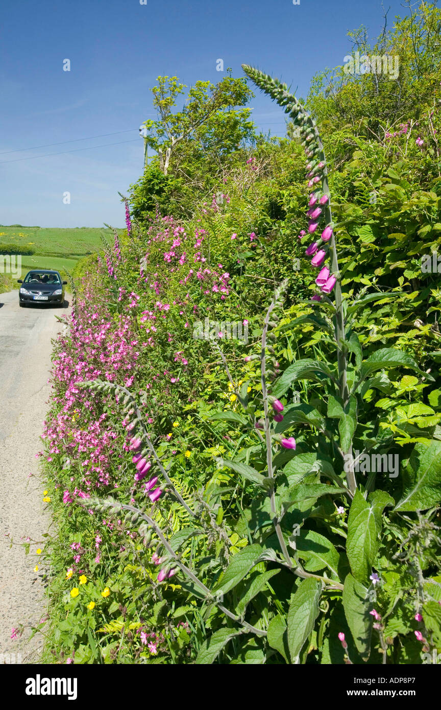 wildflowers growing on a lane in Devon, UK Stock Photo - Alamy