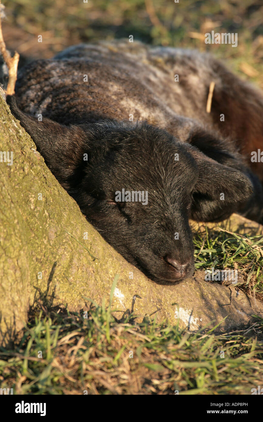Lamb looking straight on hi-res stock photography and images - Alamy