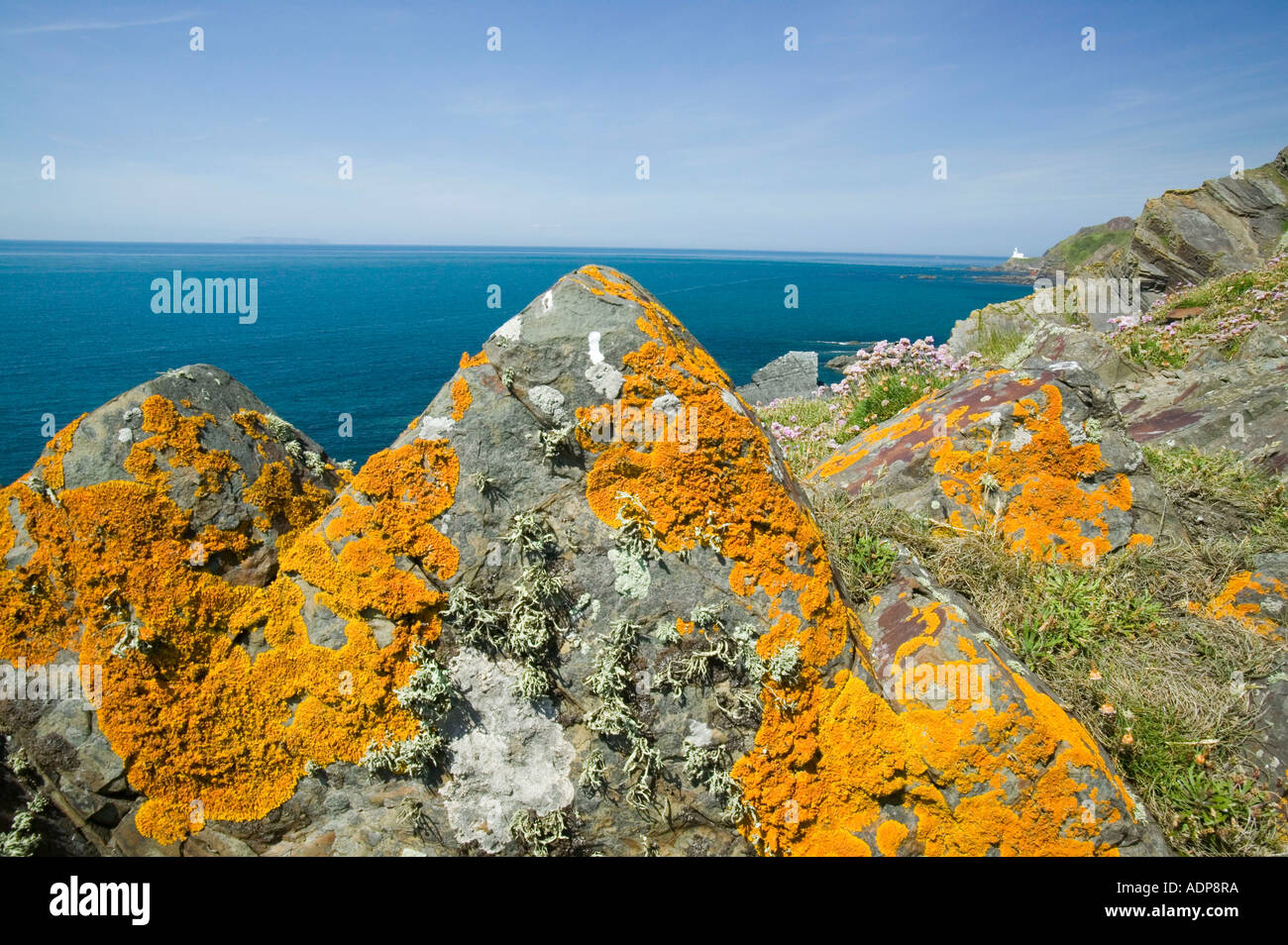 Lichen yellow devon hi-res stock photography and images - Alamy