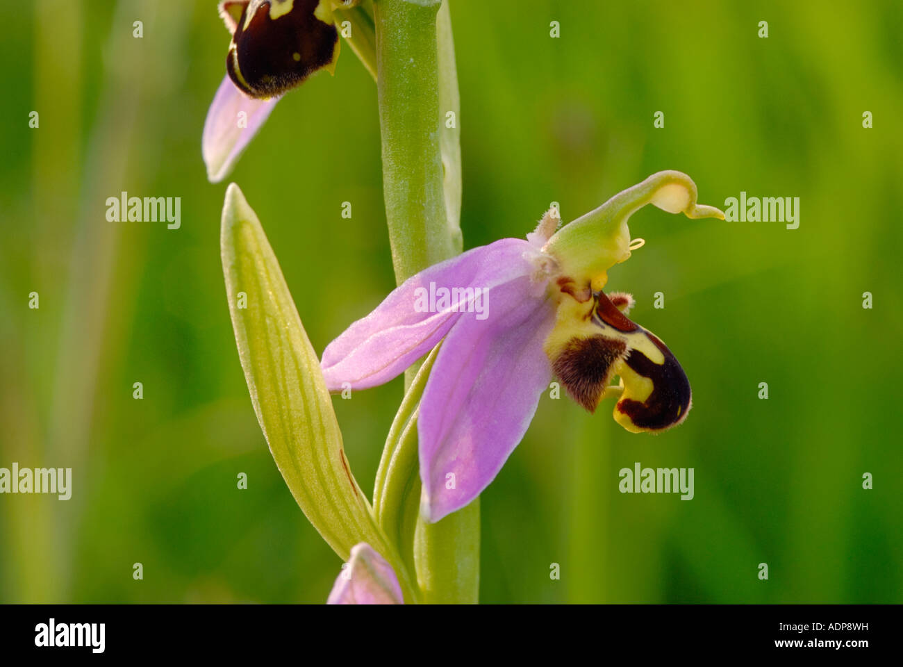 Bee orchid ophrys apifera wildflower hi-res stock photography and ...