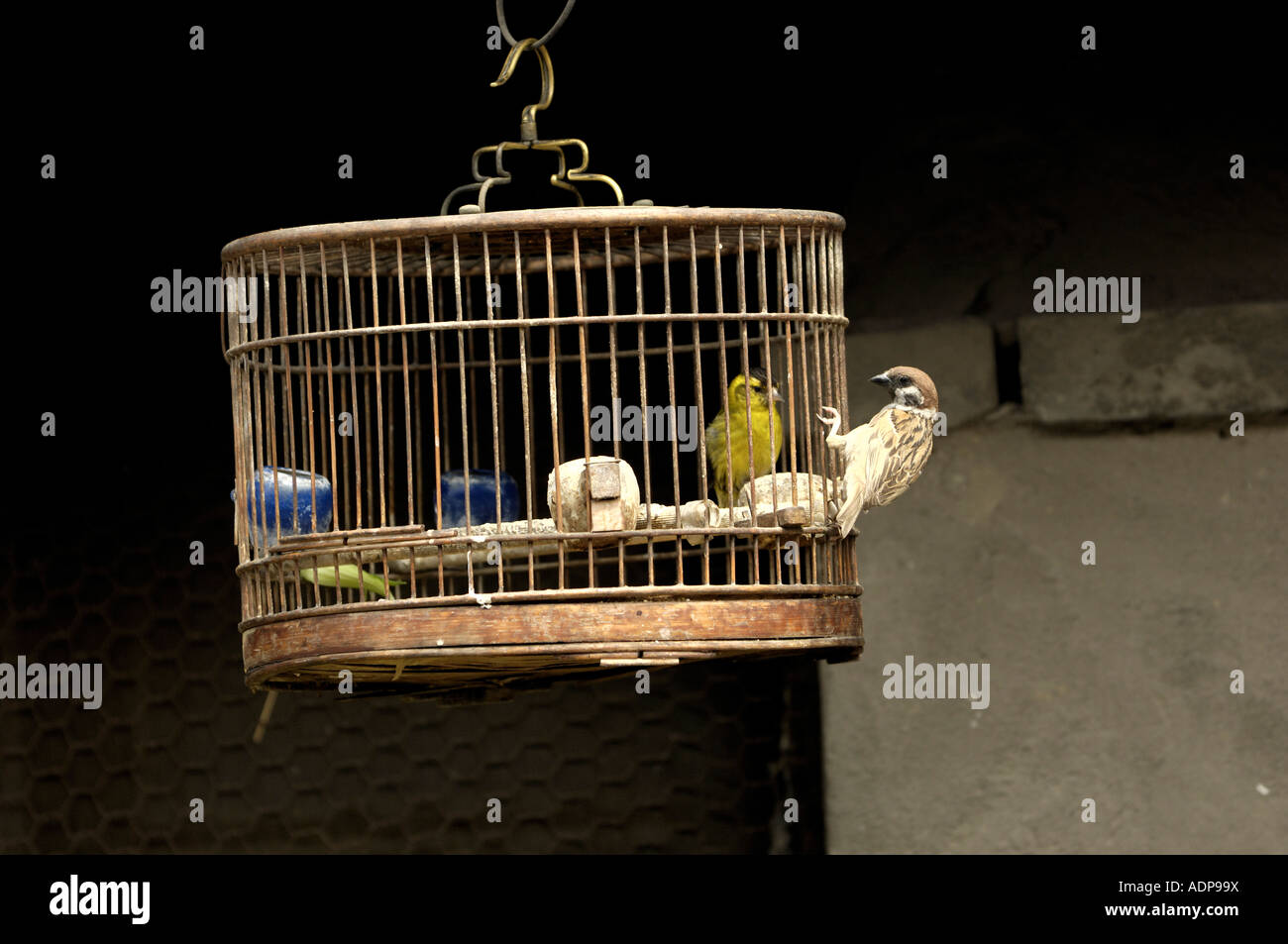 Caged bird hi-res stock photography and images - Alamy
