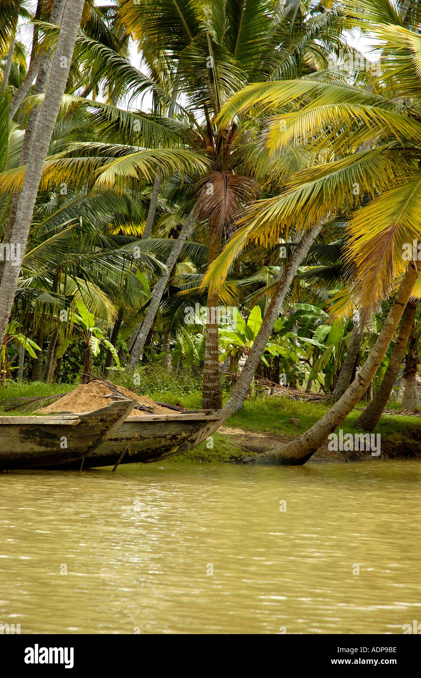 Boat Backwaters lined by coconut palm trees Trivandrum ...