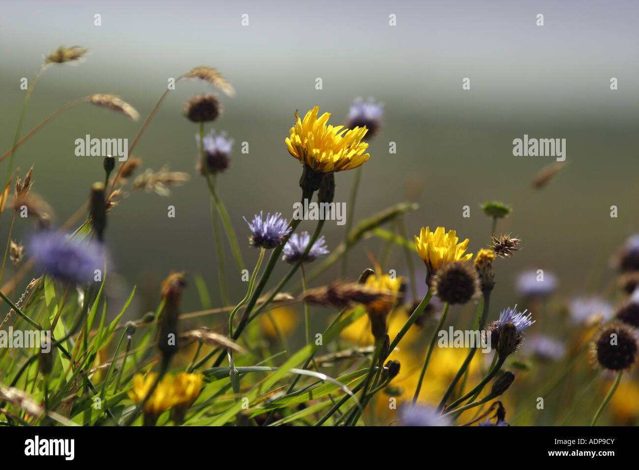 Cornish hedge flowers hi-res stock photography and images - Alamy