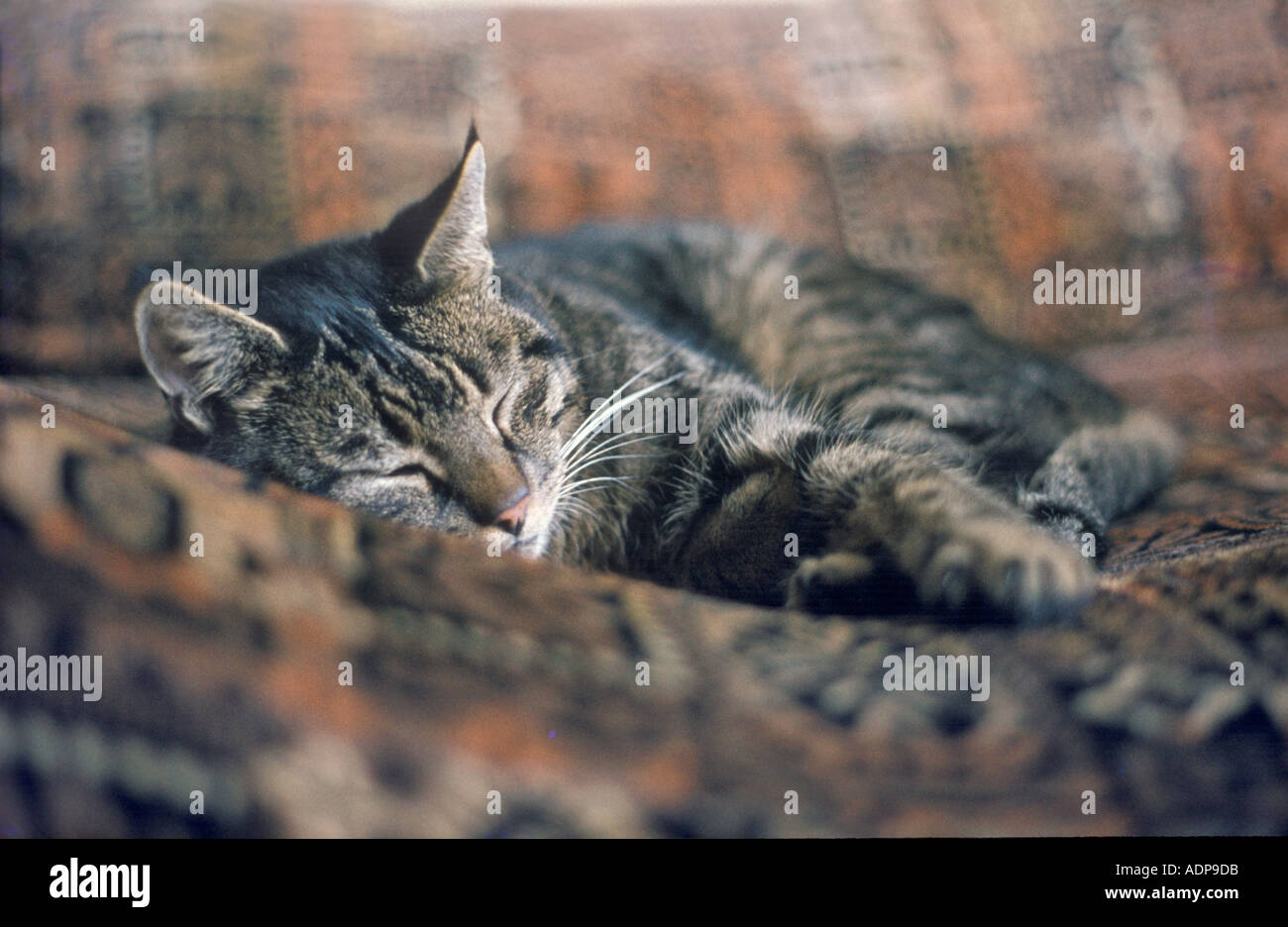 Sleep animal sleeping hi-res stock photography and images - Alamy