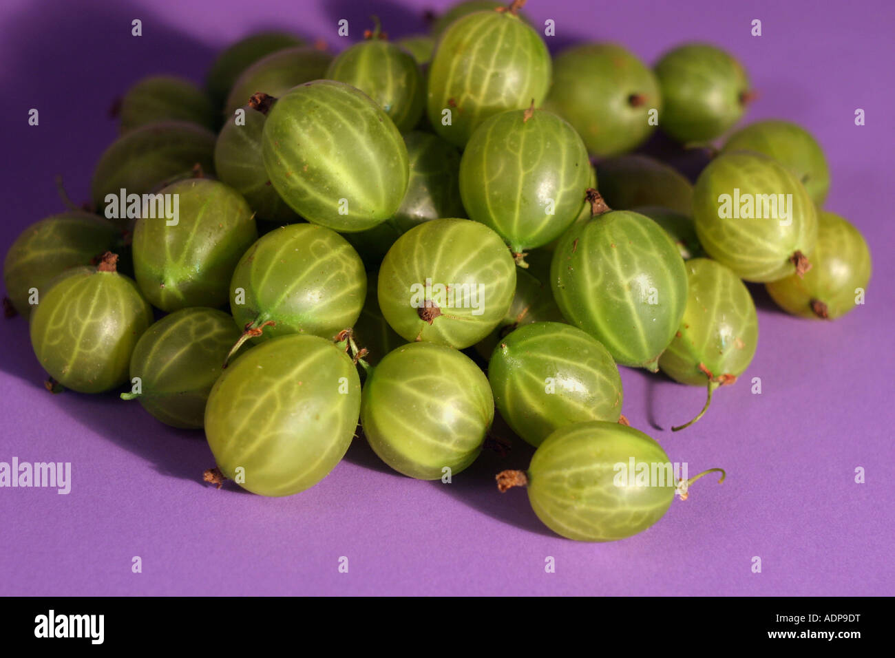 Gooseberries on purple background Stock Photo - Alamy