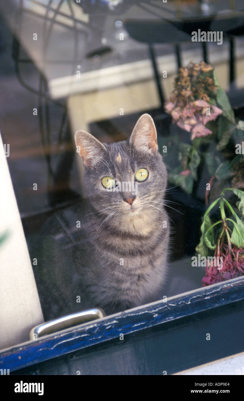 Cat behind a window Stock Photo - Alamy