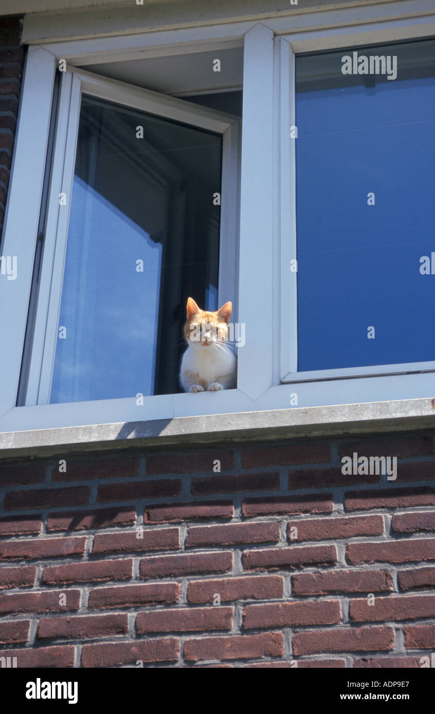 Open cat hi-res stock photography and images - Alamy