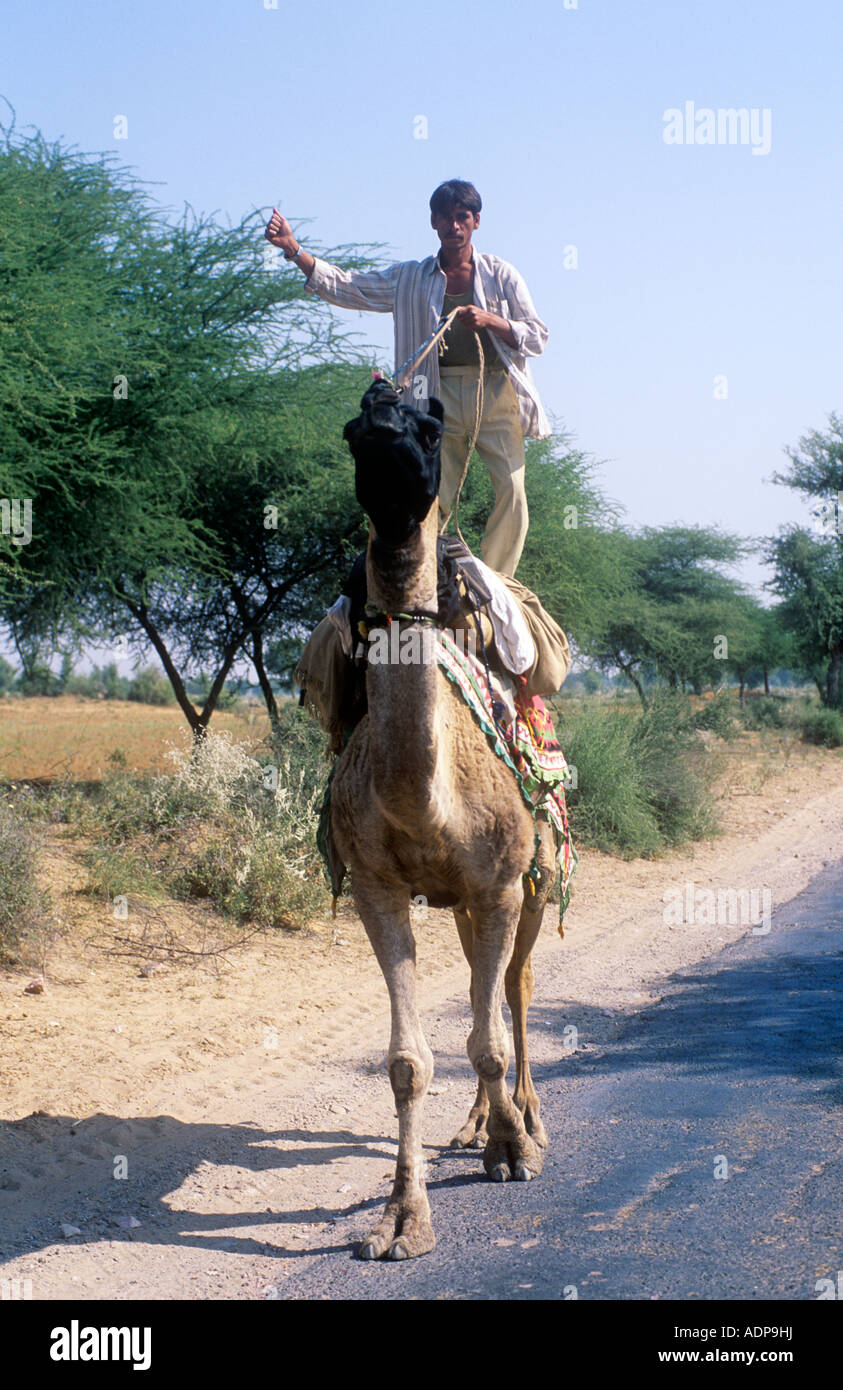 Man riding a camel, standing up on it's back, Rajasthan, India Stock ...
