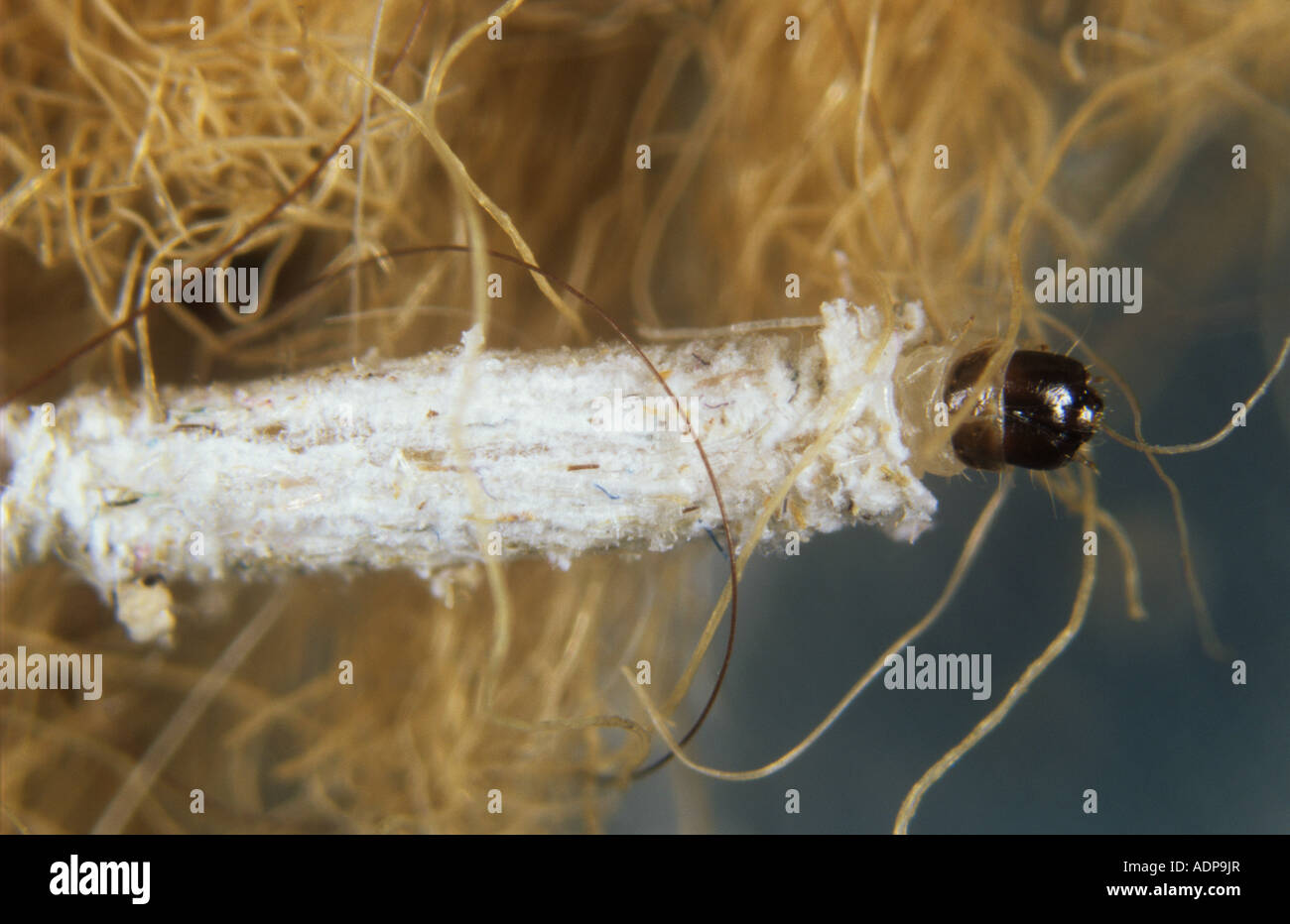 Case moth caterpillar hi-res stock photography and images - Alamy