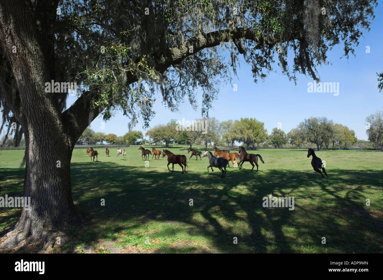 Thoroughbred horse running in open paddock Stock Photo - Alamy