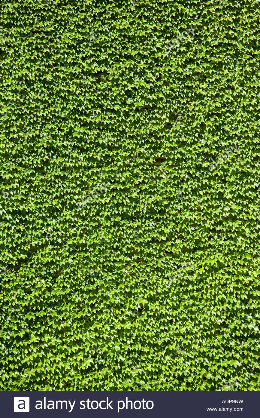 Ivy Wall High Resolution Stock Photography and Images - Alamy
