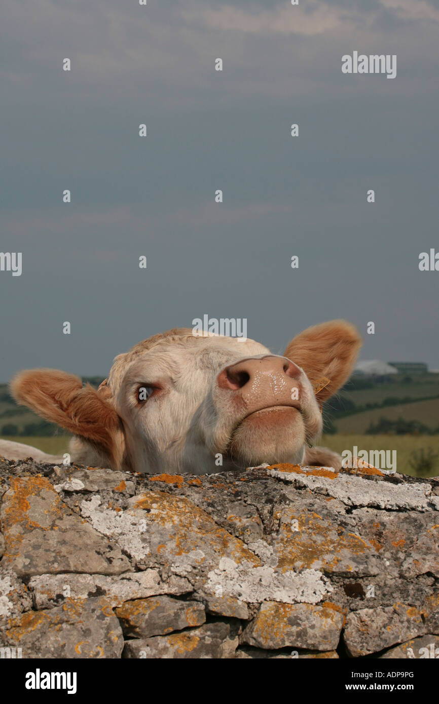 Cow looking over a stone wall Stock Photo - Alamy