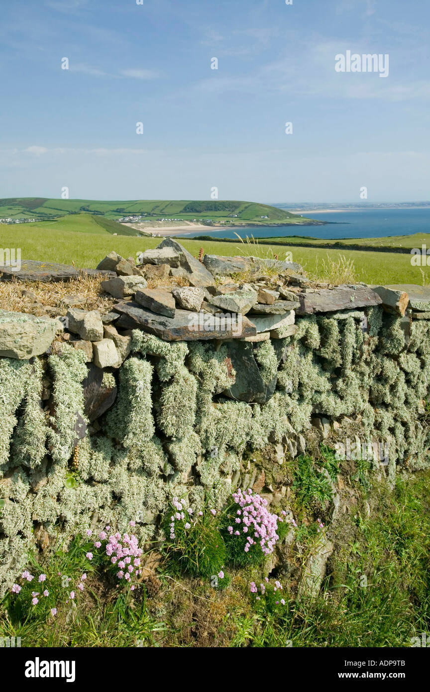 typical Devon drystone wall with wildflowers on Baggy Point, Devon, UK ...