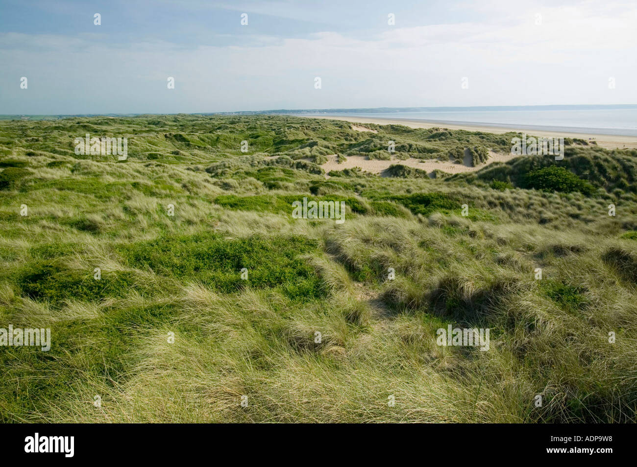 Braunton Burrows, Devon, UK Stock Photo - Alamy