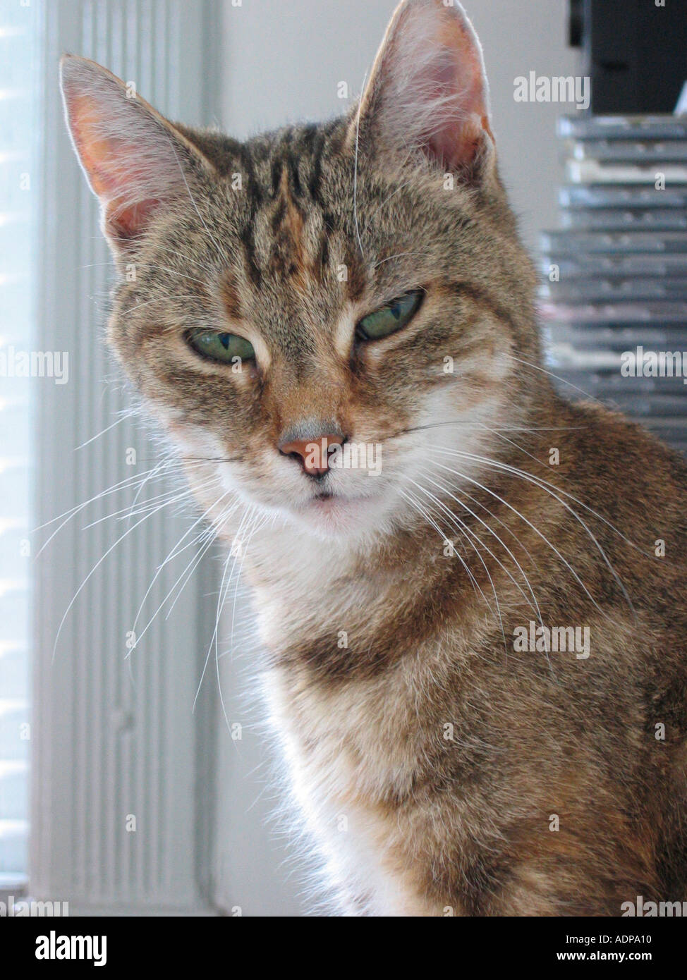 Serious cat hi-res stock photography and images - Alamy
