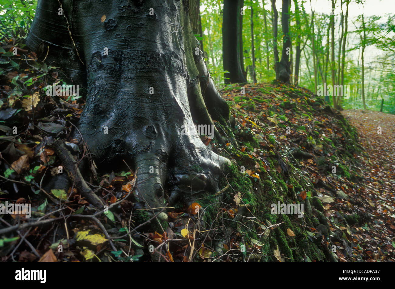 Tree roots in a forest in Wales Stock Photo - Alamy