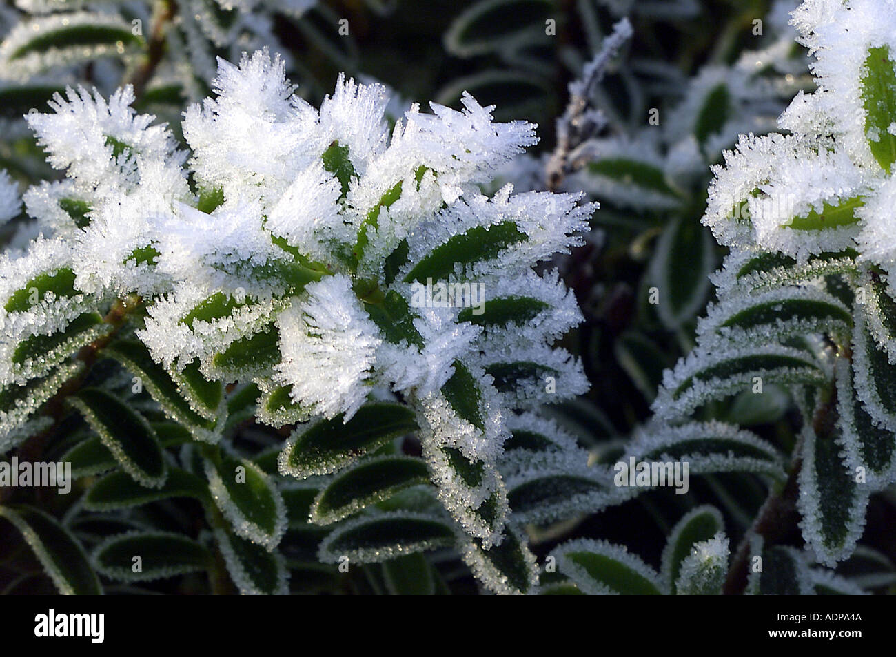 Hebe plant hi-res stock photography and images - Alamy