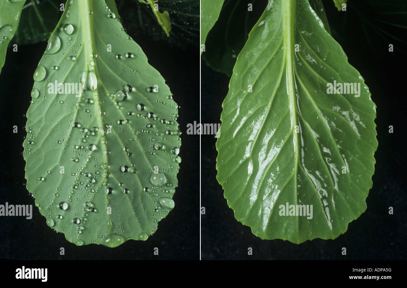 Comparing spray on a cabbage leaf where one contains a surface active ...