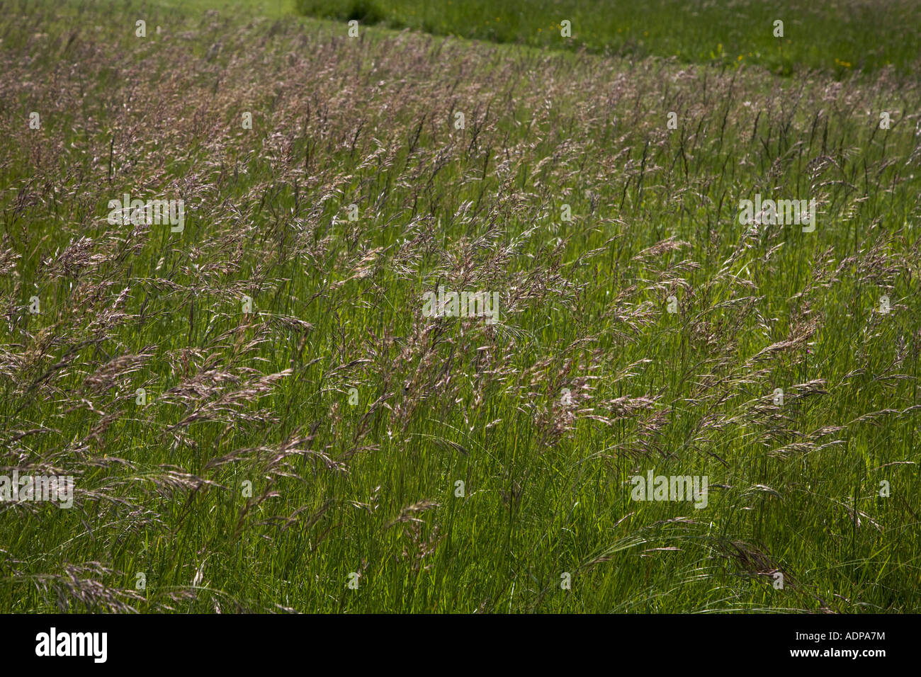 Grass going to seed waving in the wind Stock Photo - Alamy