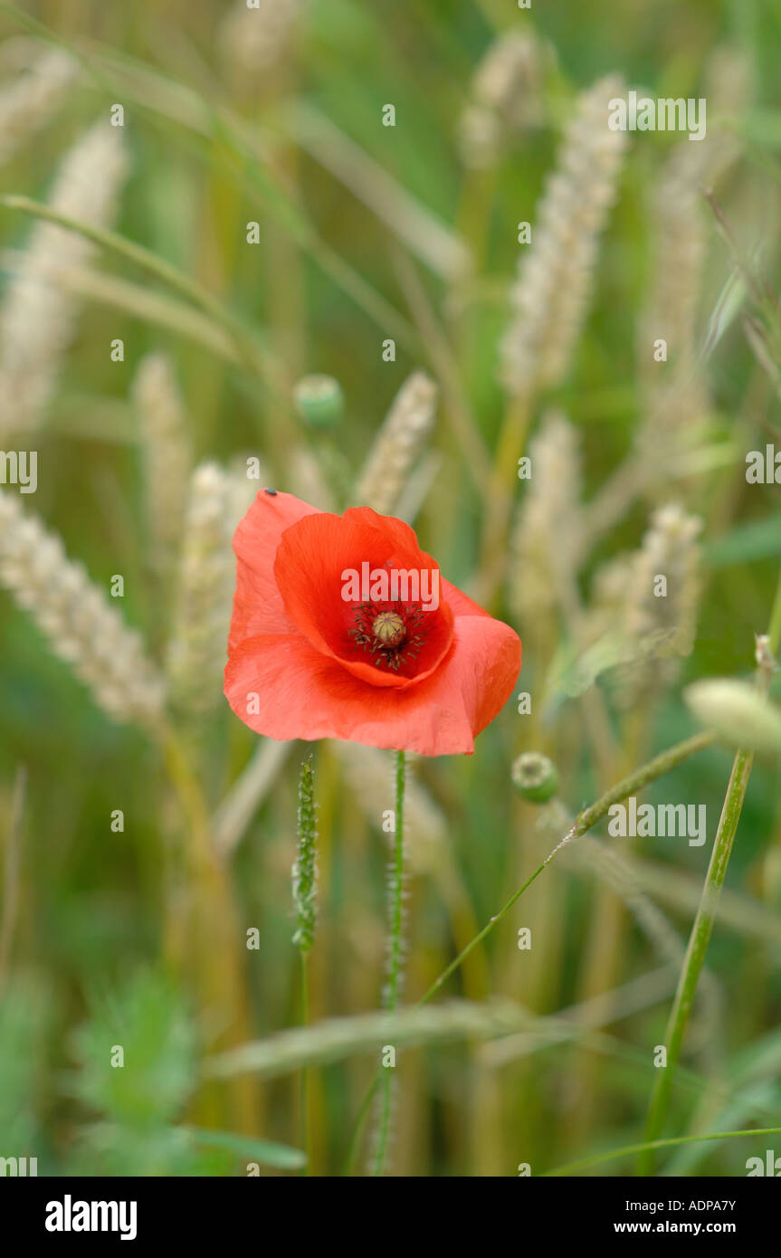 Poppy in cornfield, Kent Stock Photo - Alamy