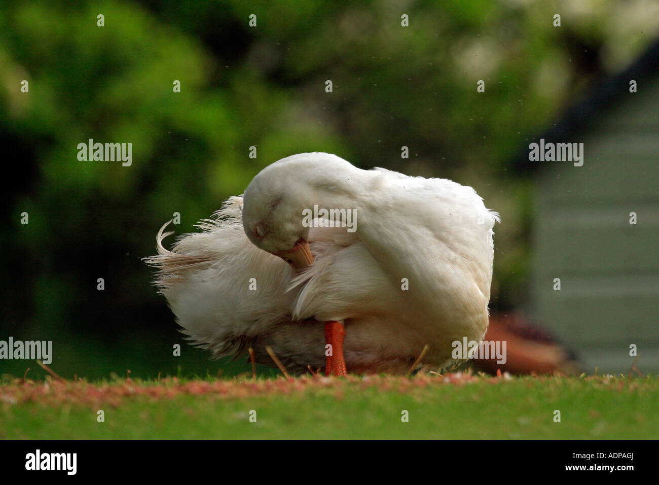 Lazy duck hi-res stock photography and images - Alamy