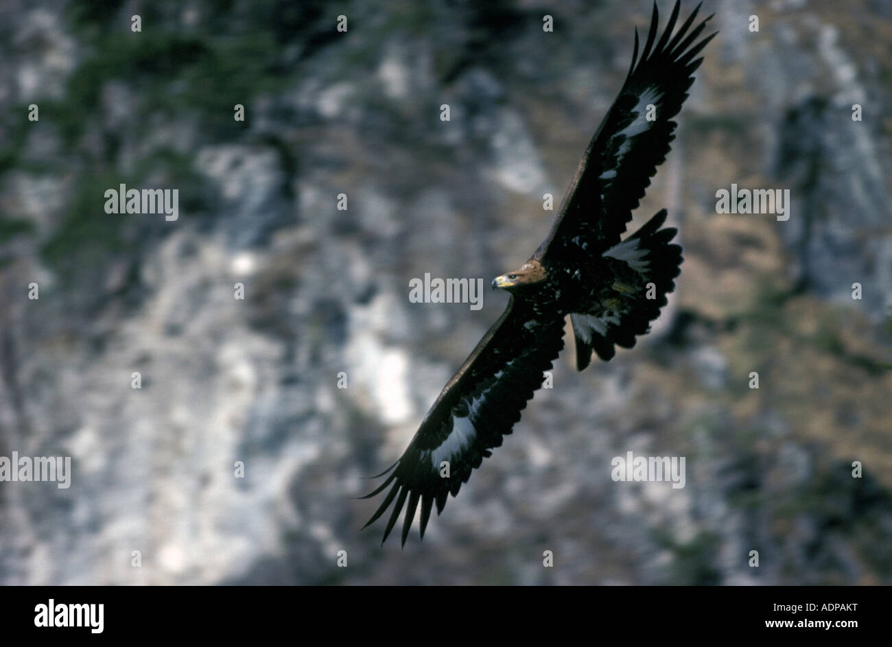 Golden Eagle Aquila chrysaetos Adler Aigle royal Stock Photo - Alamy
