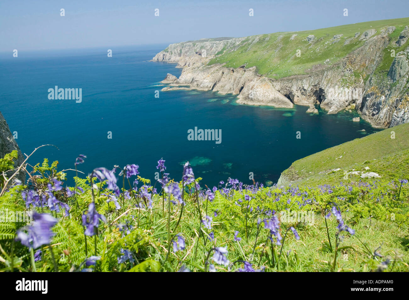 bluebells on Lundy Island, Devon, UK Stock Photo - Alamy