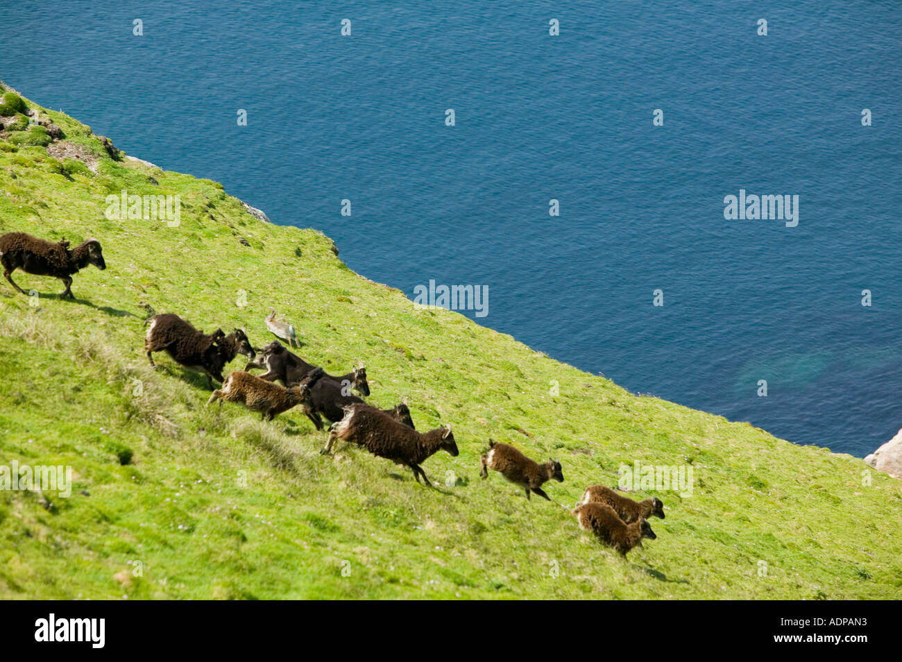 Soay island hi-res stock photography and images - Alamy