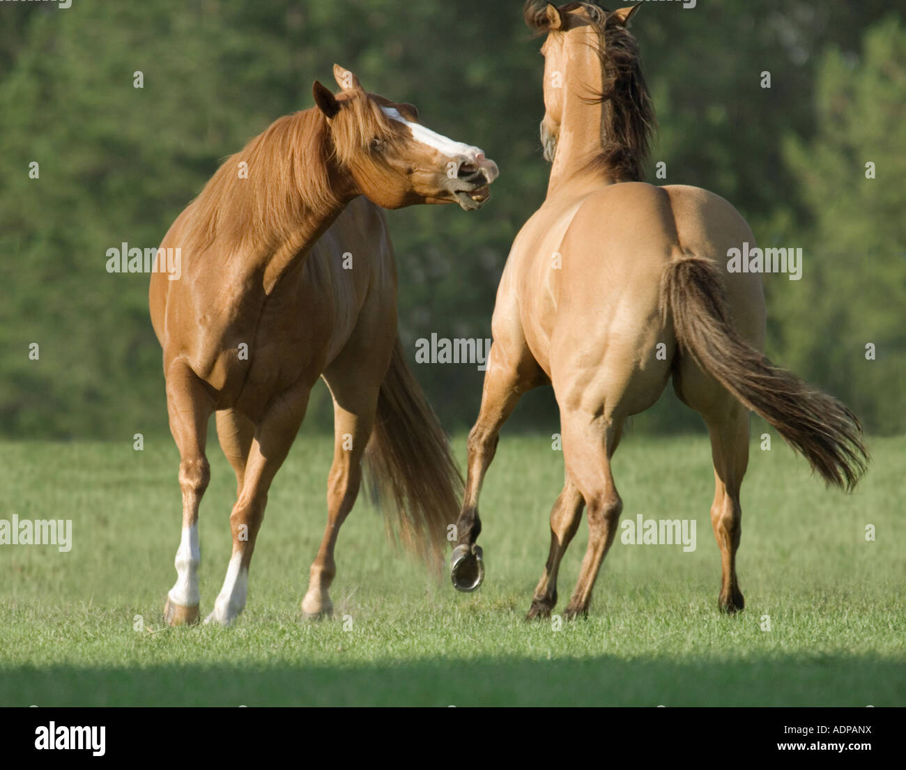 Running american quarter horse hi-res stock photography and images - Alamy