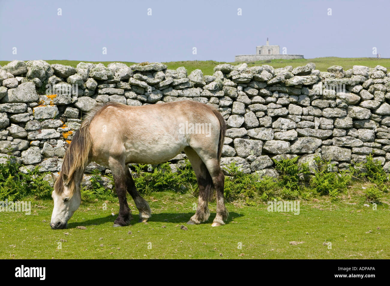 Lundy island ponies on Lundy Island, Devon, UK Stock Photo - Alamy