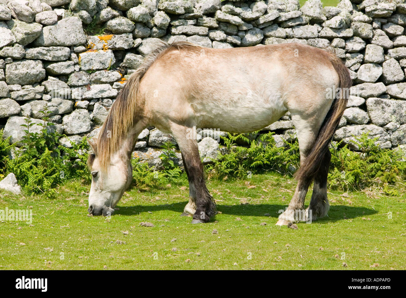 Lundy island ponies on Lundy Island, Devon, UK Stock Photo - Alamy