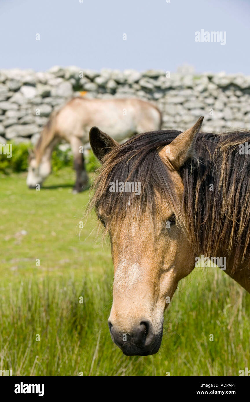 Lundy island ponies on Lundy Island, Devon, UK Stock Photo - Alamy