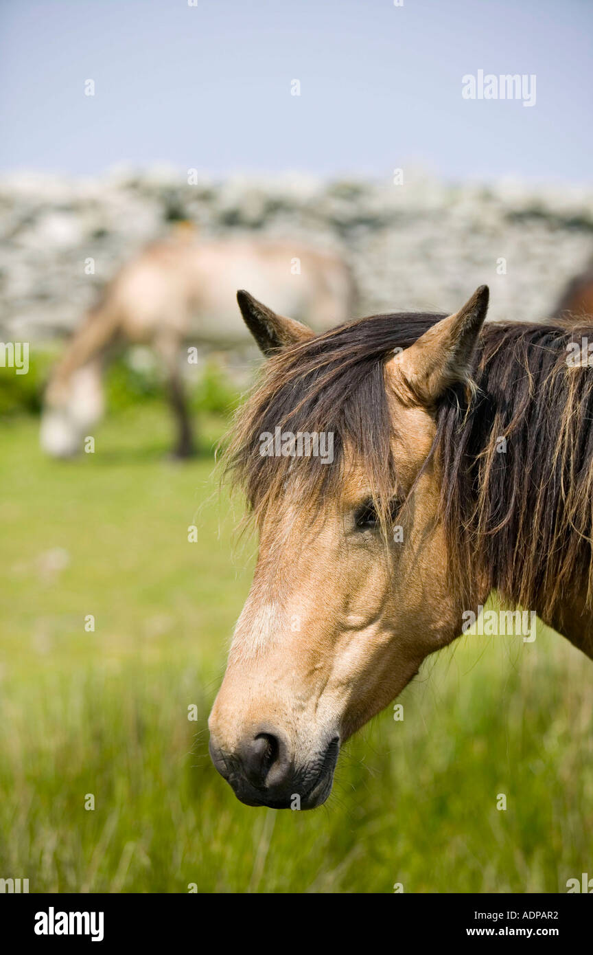 Lundy island ponies on Lundy Island, Devon, UK Stock Photo - Alamy