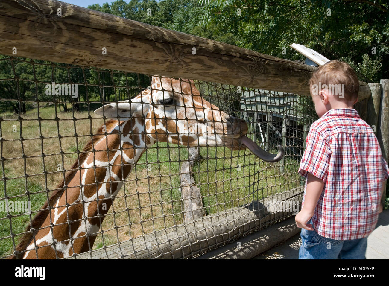 Boy and Giraffe at Zoo Stock Photo - Alamy