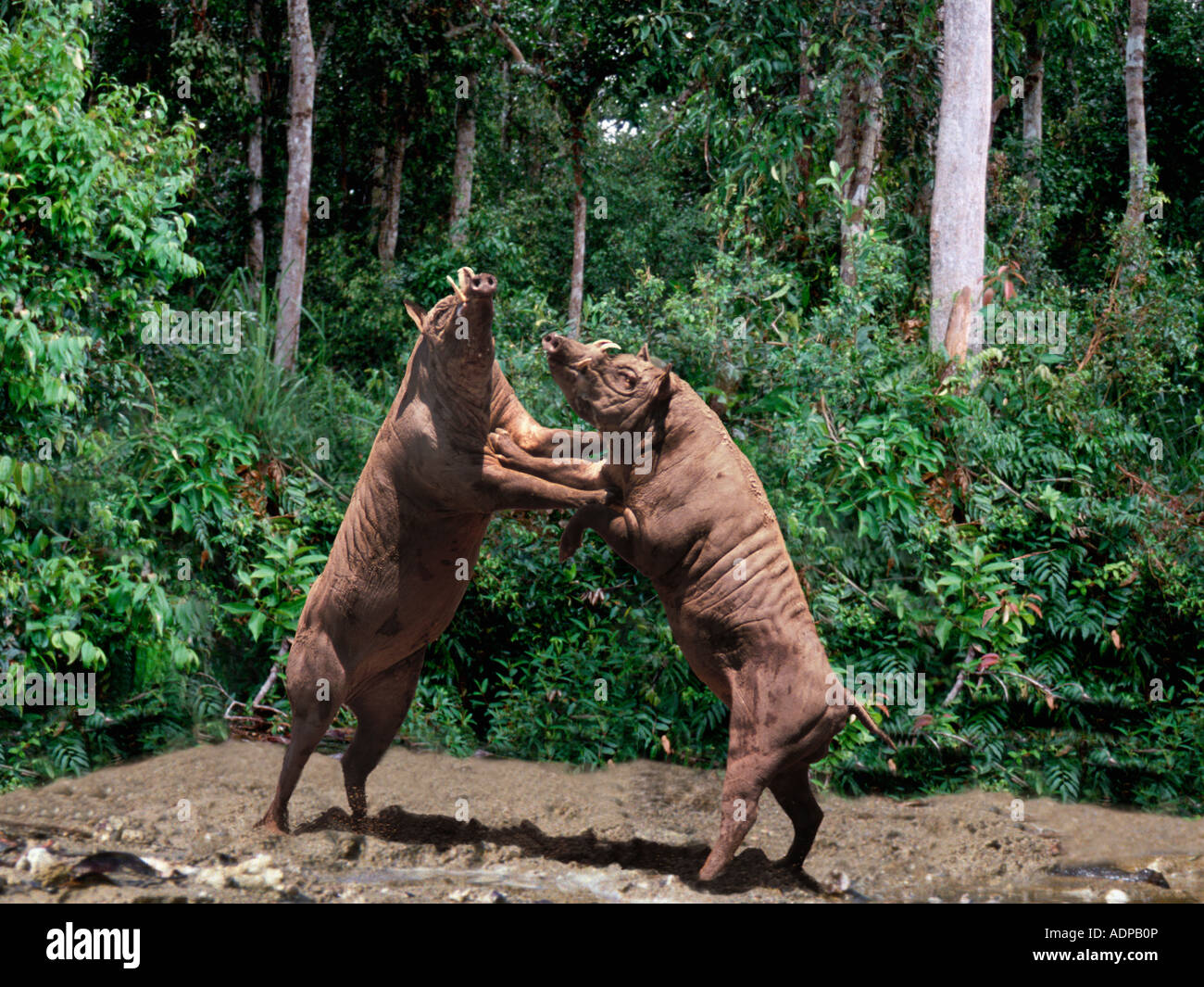 Babiroussa (Babyrousa babyrussa) males fighting Stock Photo - Alamy