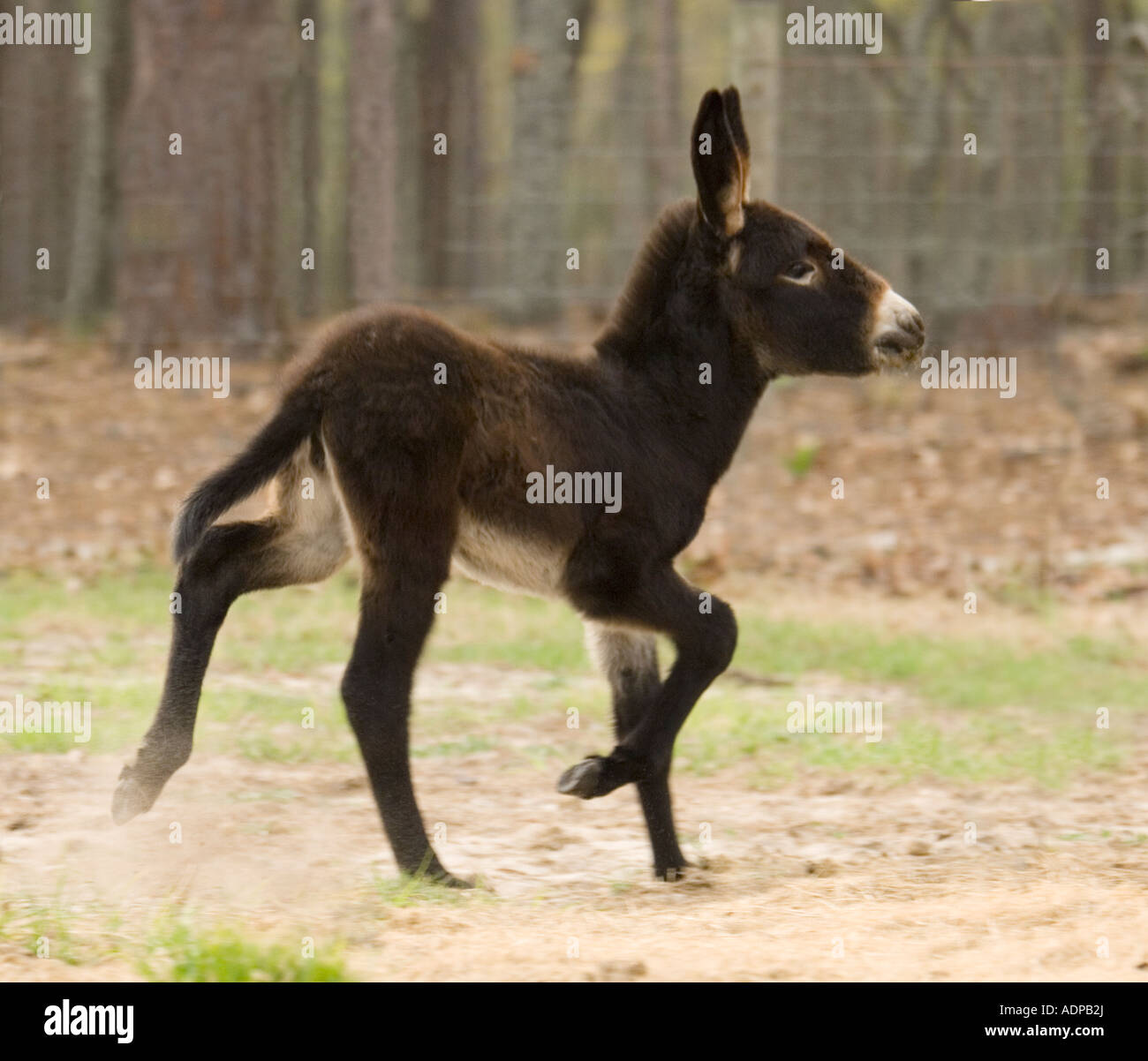 Poitou donkey foal Stock Photo - Alamy