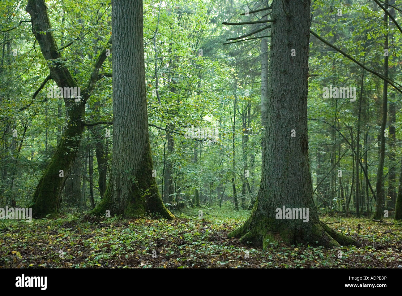Old spruce, oak and hornbeam in fal Stock Photo - Alamy