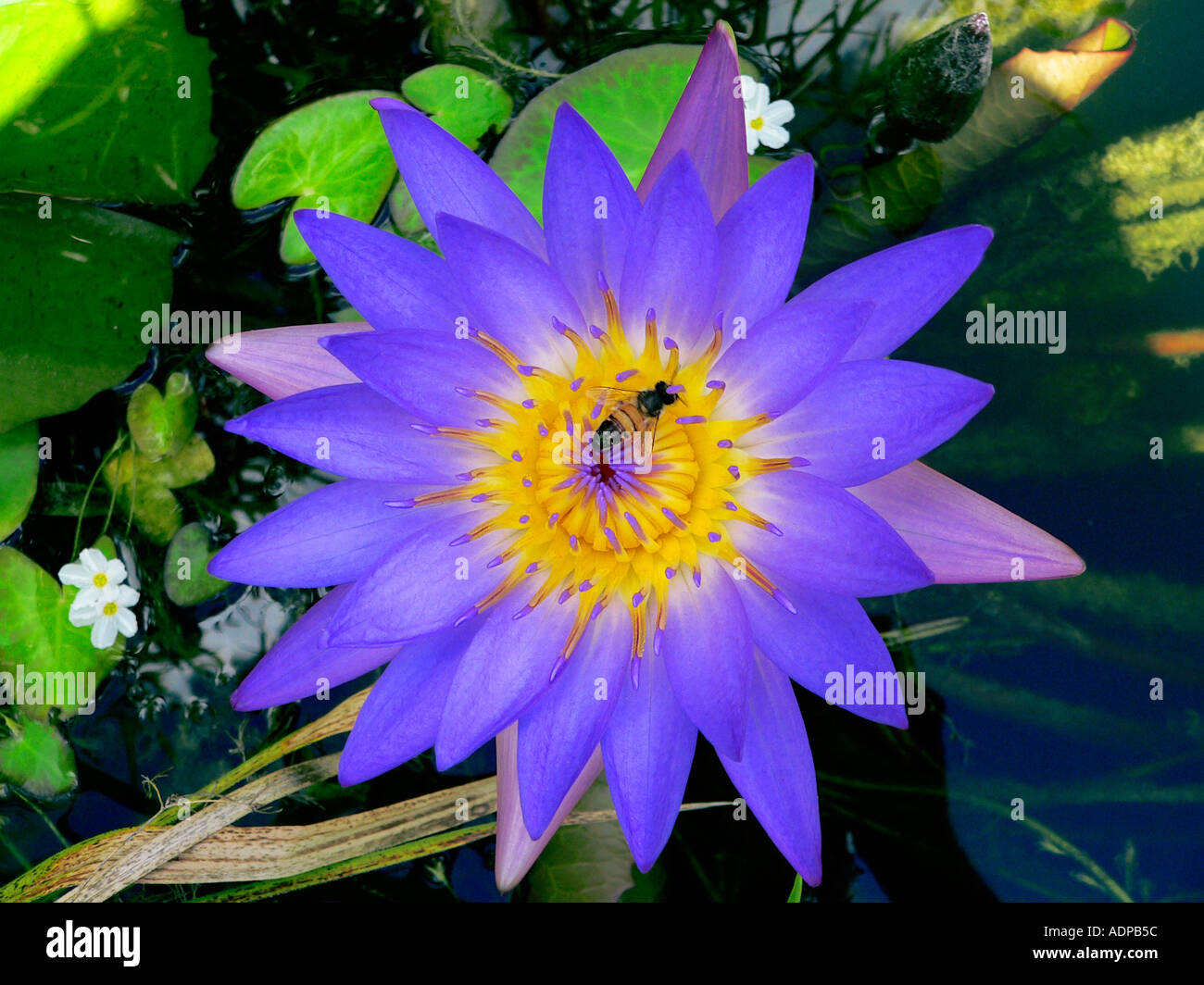 Water Lilly and Bee Stock Photo - Alamy