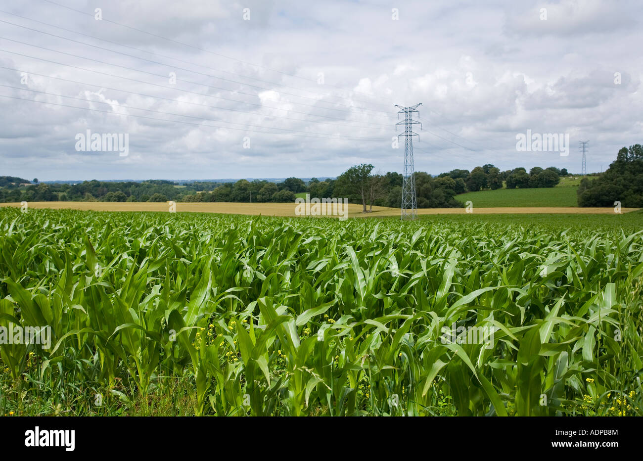 Image of a field of maize showing bright green foliage with open ...