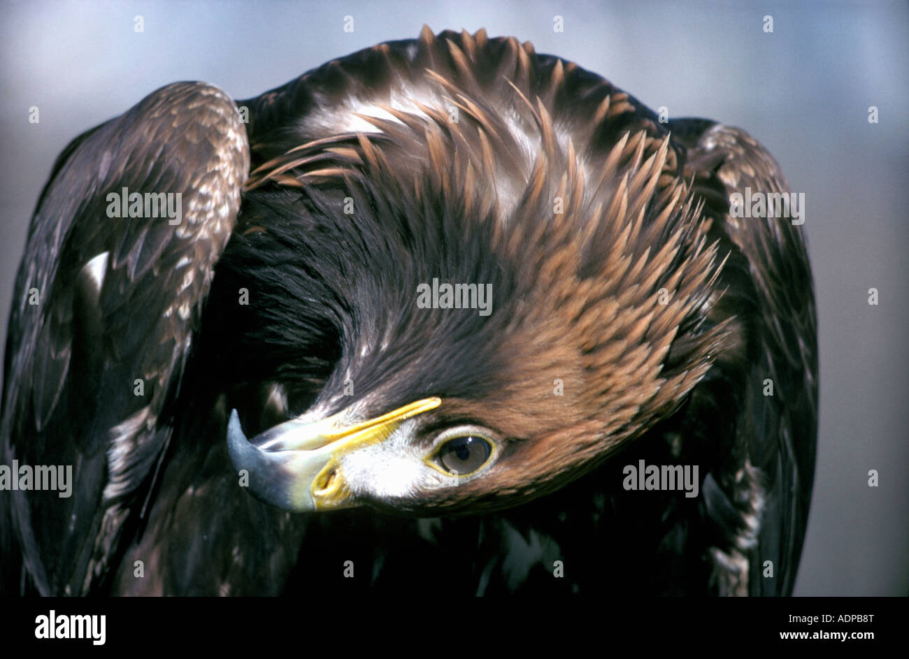 Golden Eagle Aquila chrysaetos Adler Aigle royal Stock Photo - Alamy