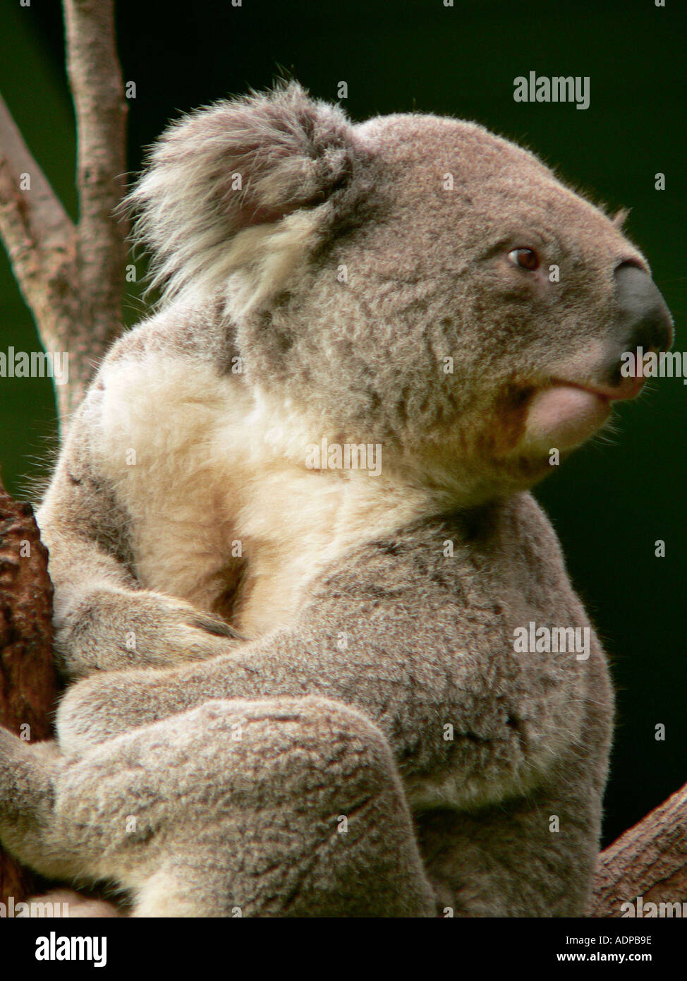 Koala Phascolarctos cinereus Stock Photo - Alamy